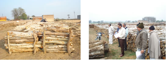 Sale of timber | Haryana Forest Development Corporation | India
