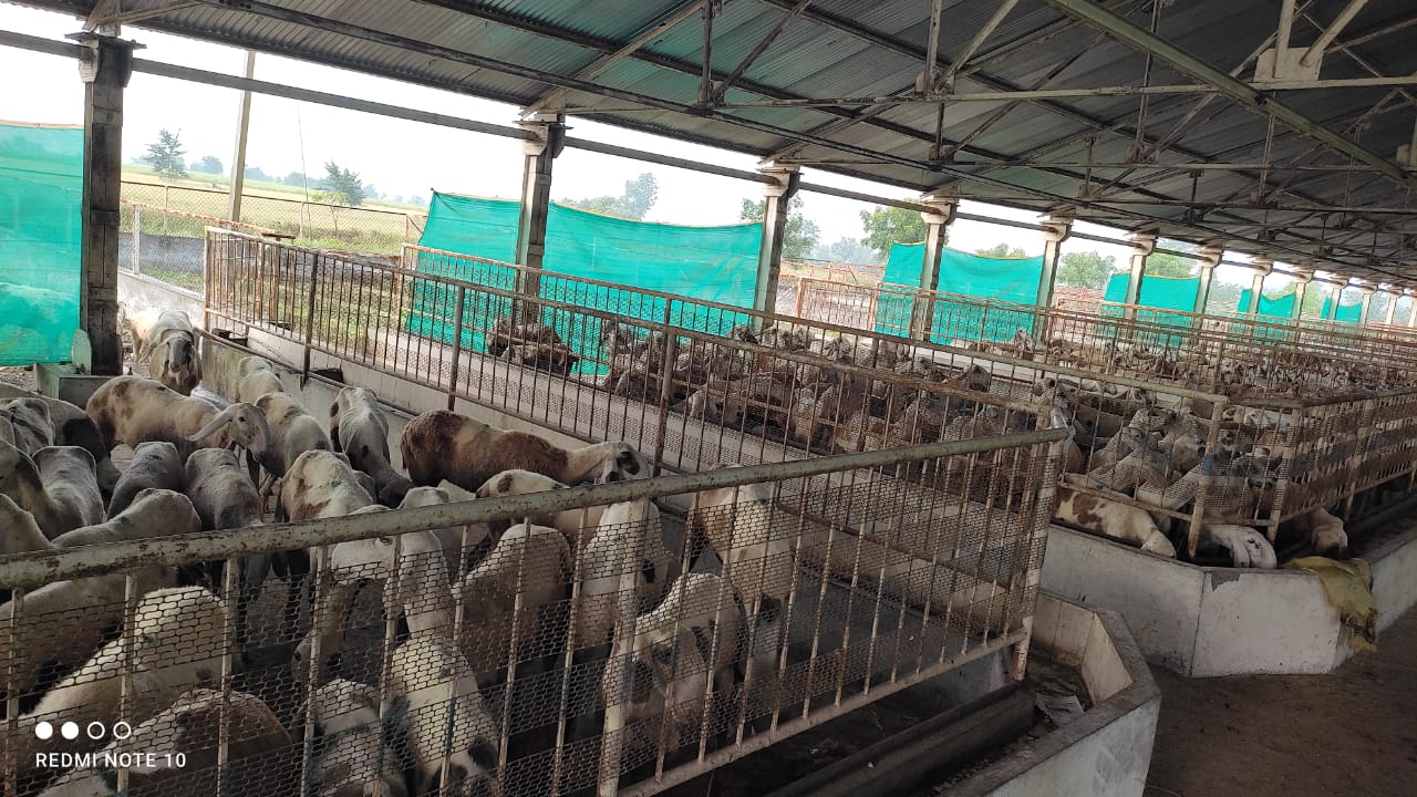 Punyashlok Ahilyadevi Maharashtra Sheep and Goat Development ...