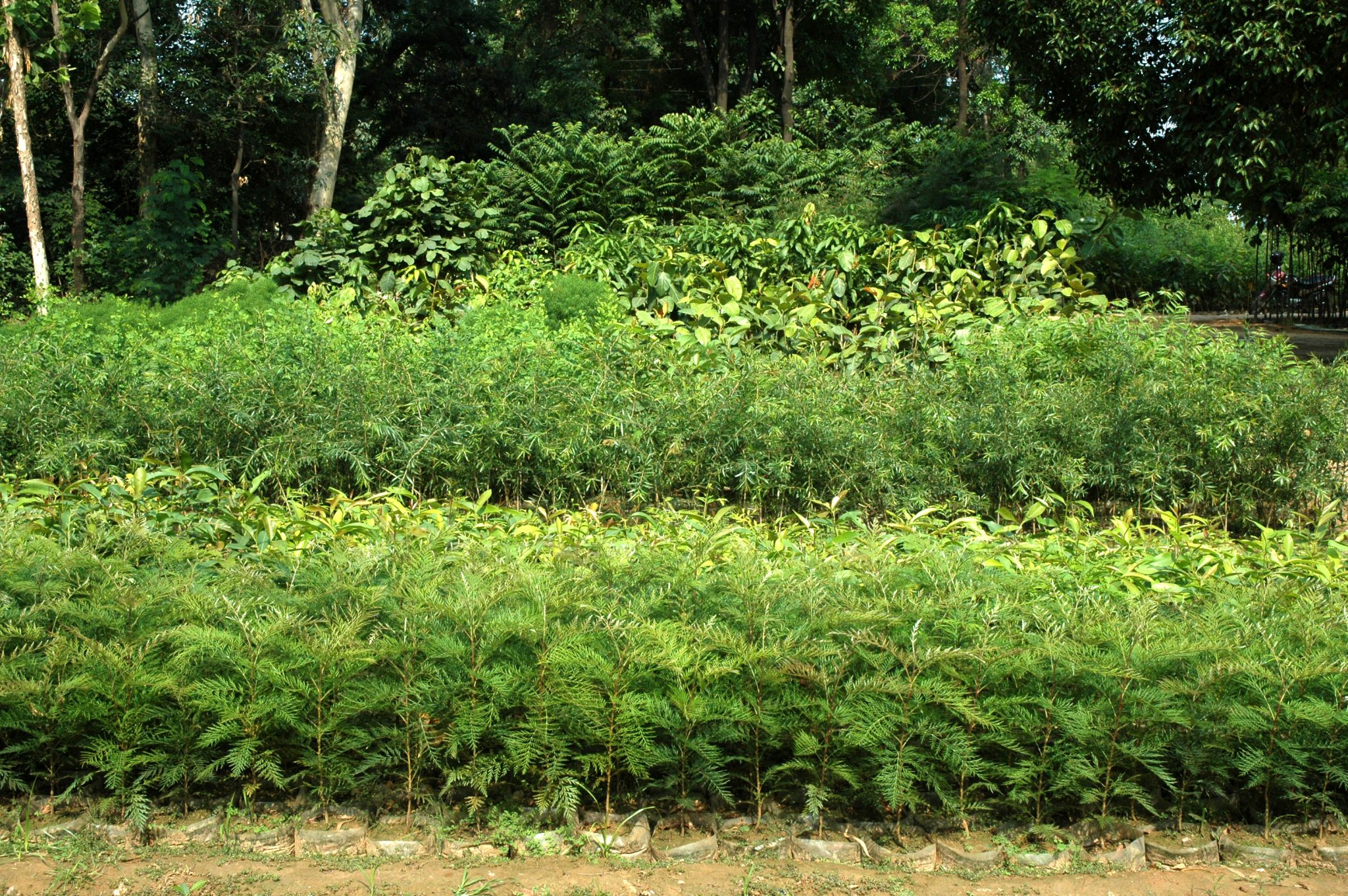 Gallery | CAMPA | India